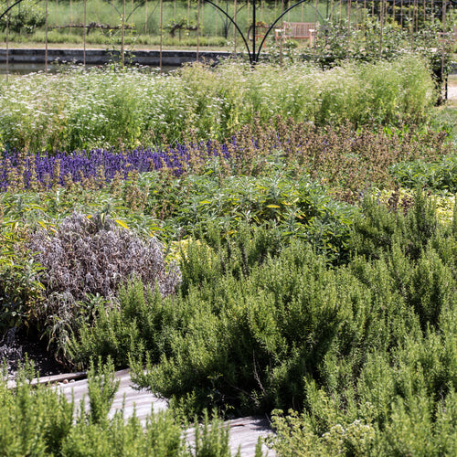 Mademoiselle Saint Germain